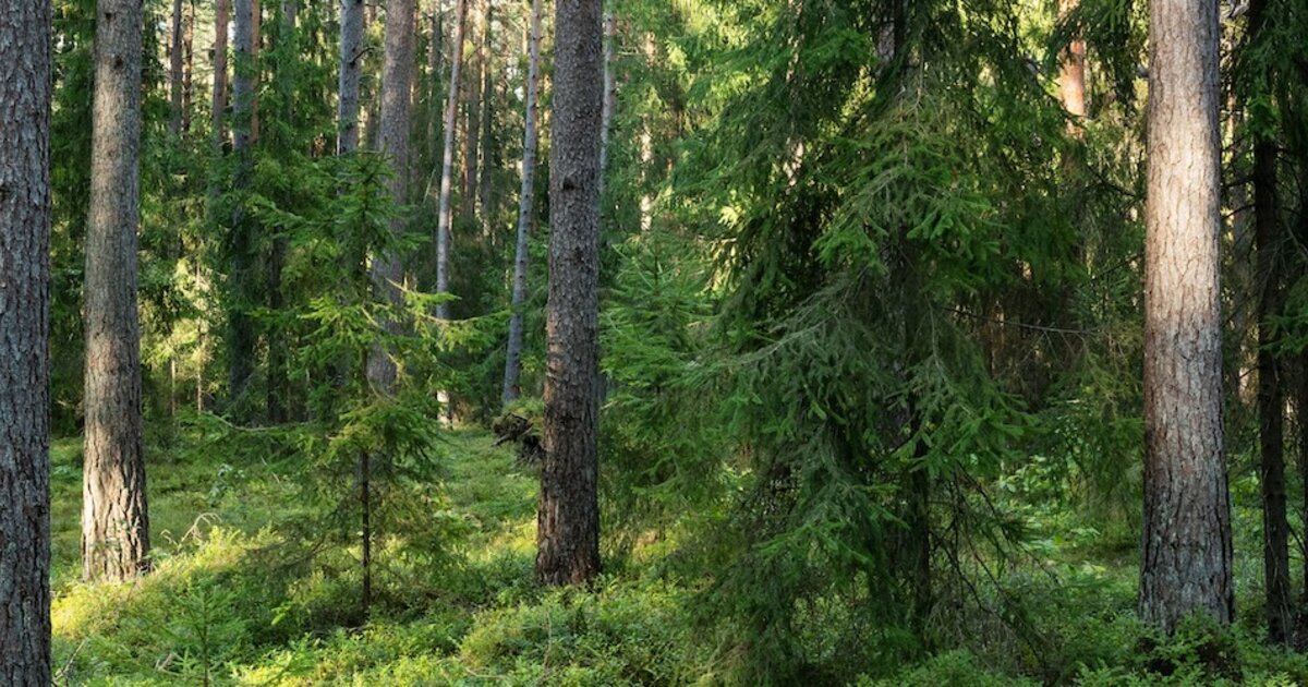 Close-to-nature forestry - Fern
